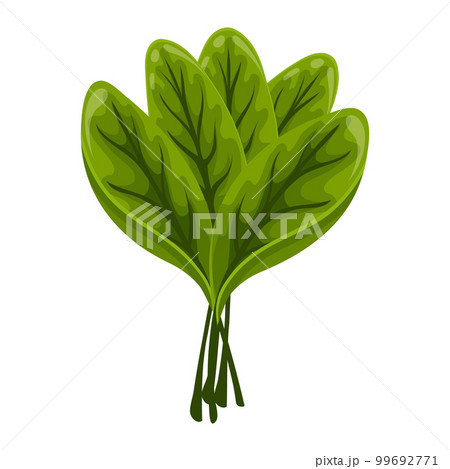 Spinach Vector